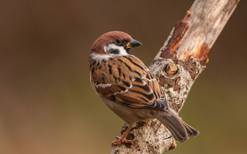 Why Sparrow Populations Are Declining – What’s Causing the Disappearance?